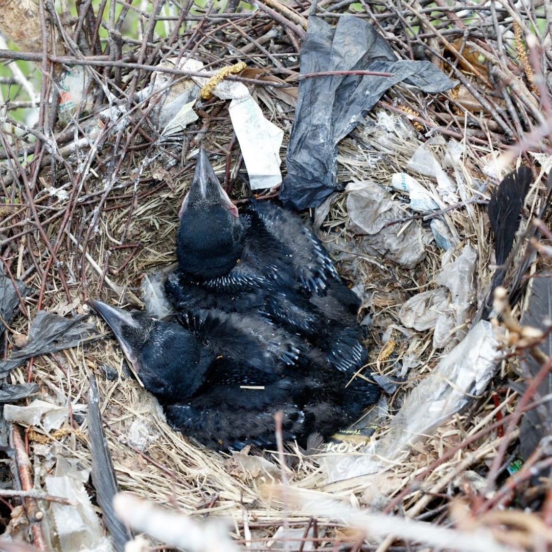 ROOK (Corvus frugilegus) - songbird factfile